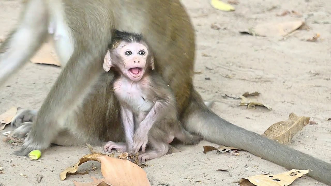 Baby Monkey Alba | Crying Loudly So Hungry Milk | Mother No Give Milk ...