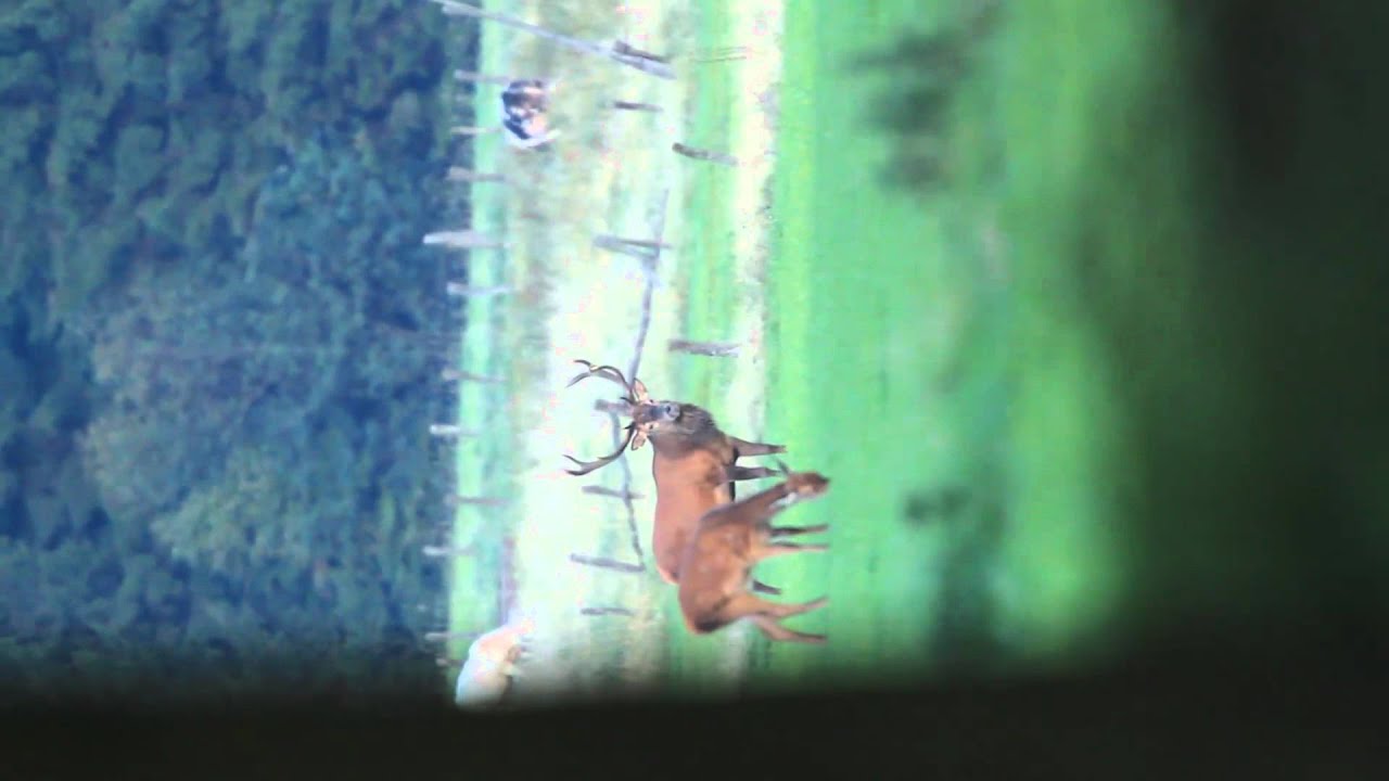 hert en hinde - YouTube