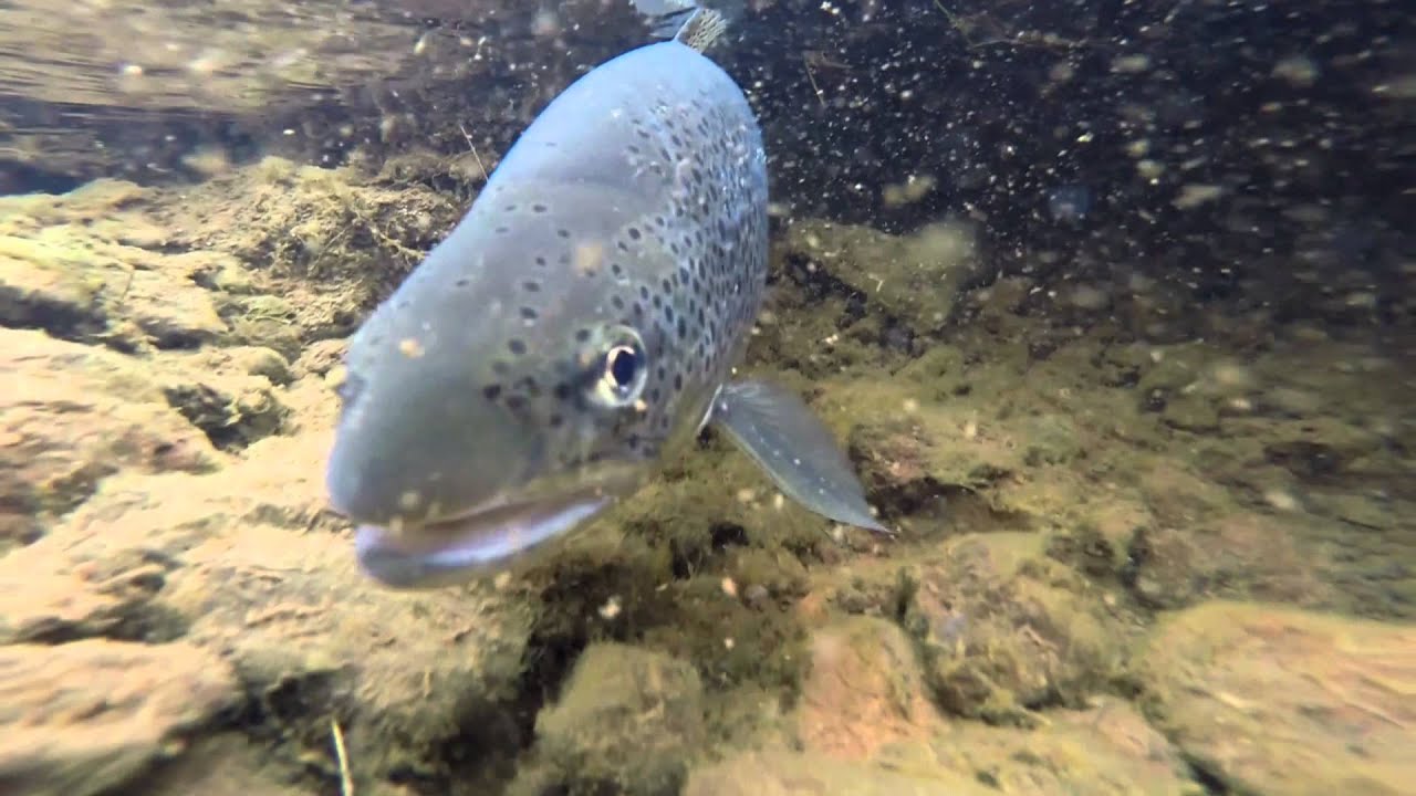 5 pound brown trout - YouTube