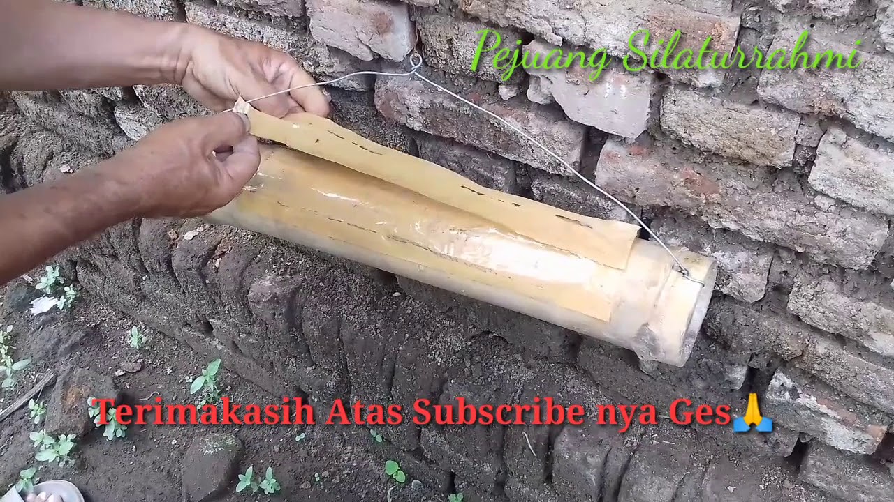 Cara Mencangkok Klanceng. - YouTube