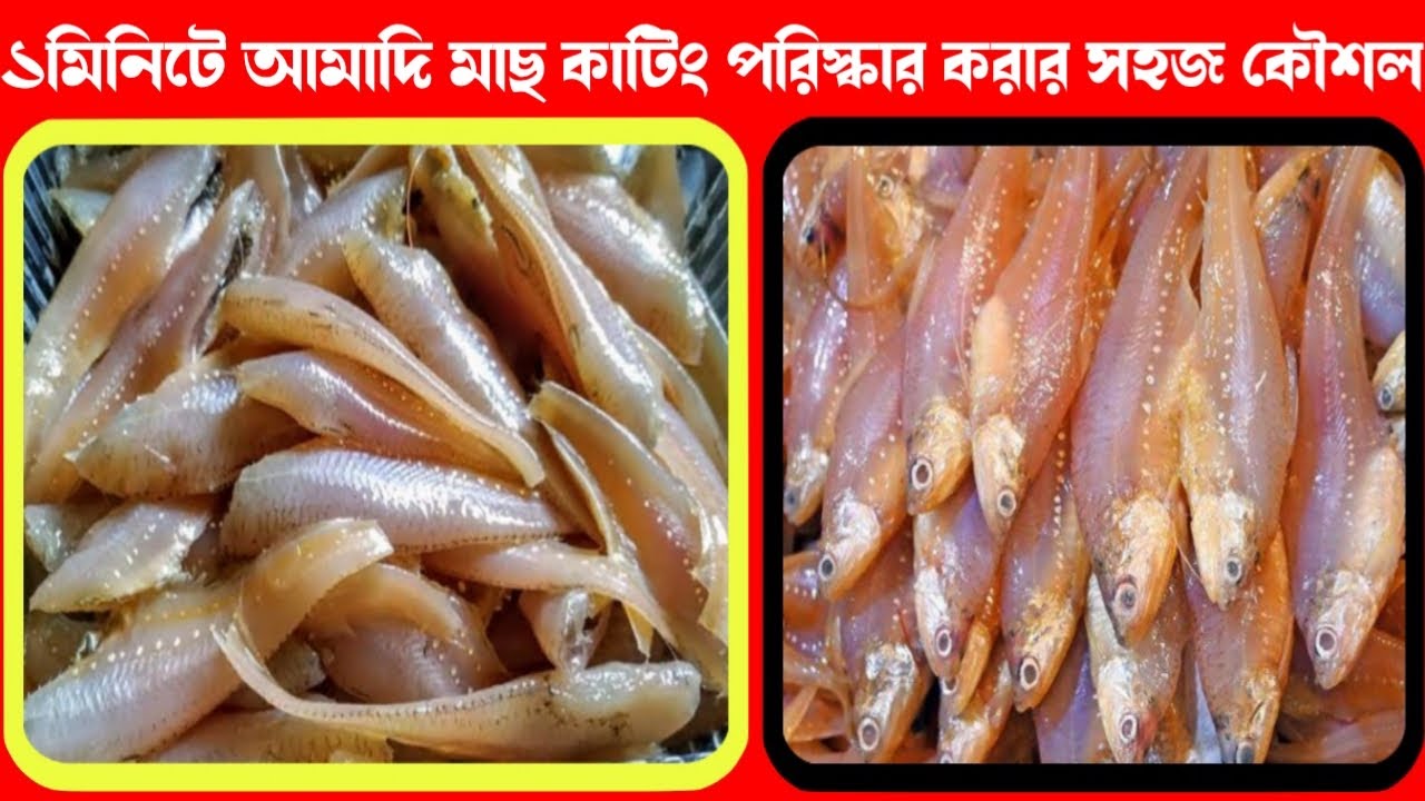 কীভাবে আমুদী মাছ কেটে পরিস্কার করবেন| How to Cut And Clean Amudi Fish ...