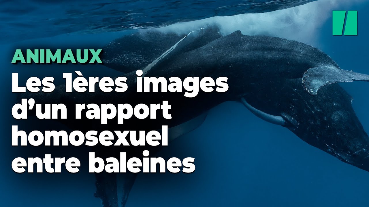 Des rapports intimes de baleines à bosse observés pour la première fois ...