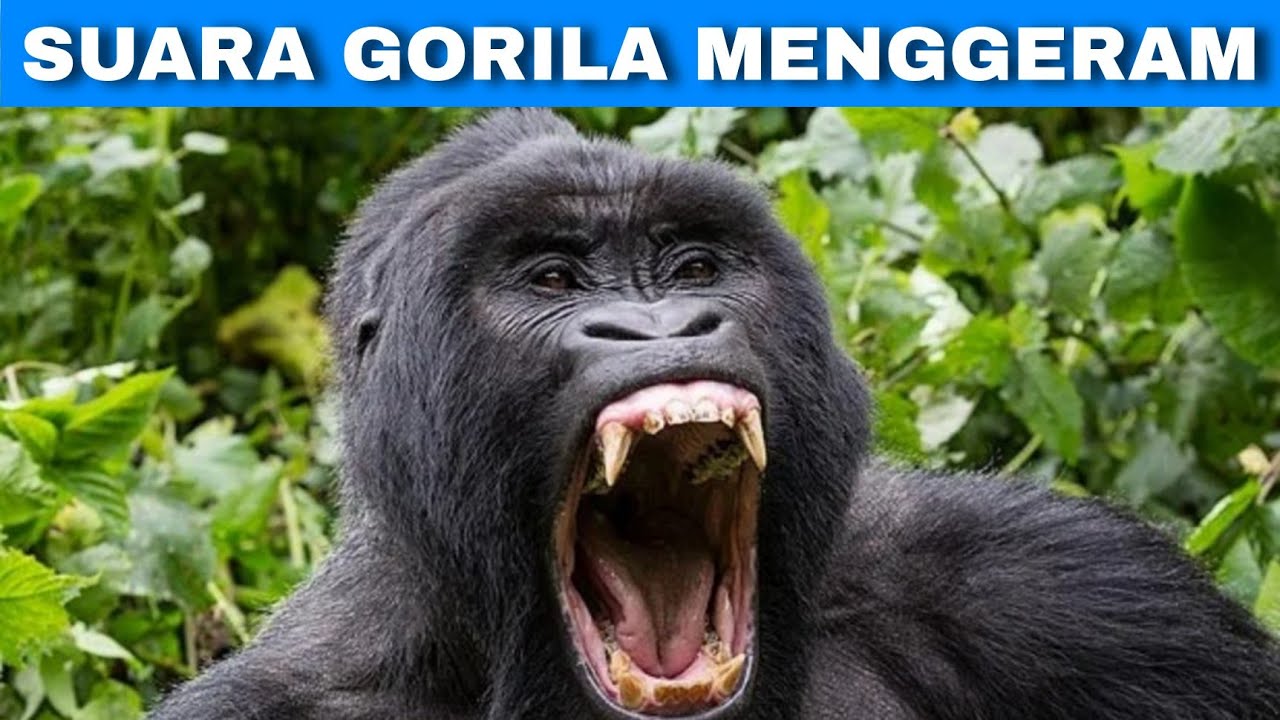 Efek Suara Gorila Menggeram | Gorilla Snarling Sound Effect - YouTube