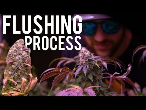 How To Flush Indoor Plants