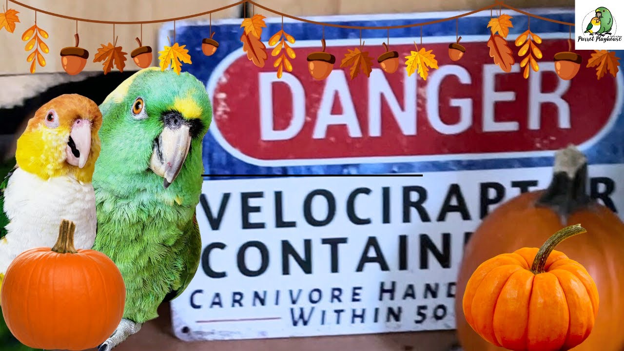 Puffman Caique and Baby Decorate Their Bird Cave For Fall |Parrot BEST ...