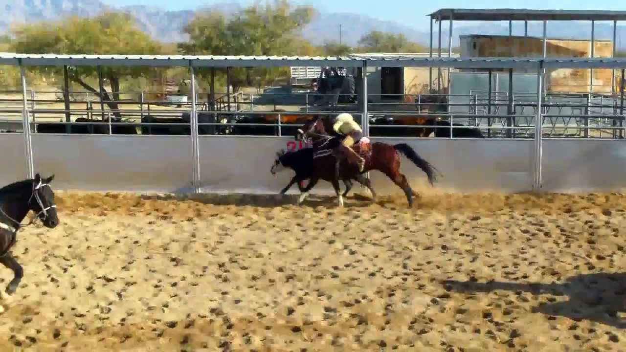 Bull Tailing from the grand stand - YouTube