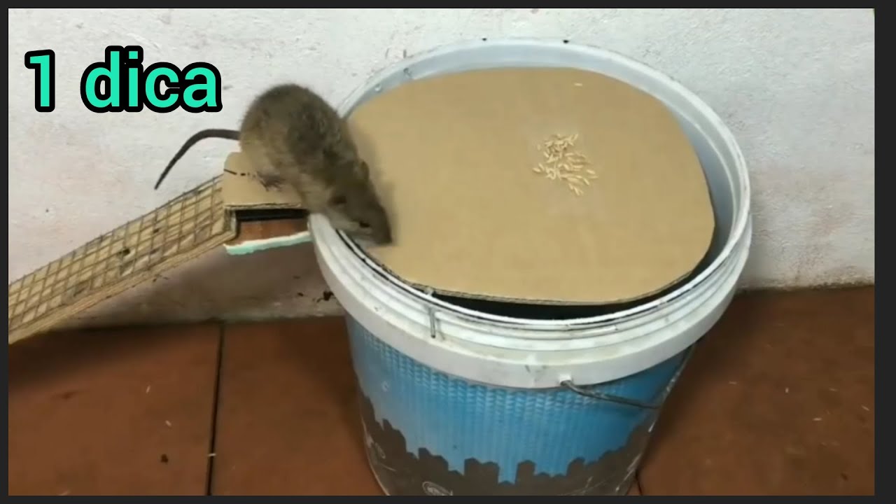 5 DICAS DE ARMADILHA INFALÍVEL PRA PEGAR RATOS/ 5 FOOLPROOF TRAP TIPS ...