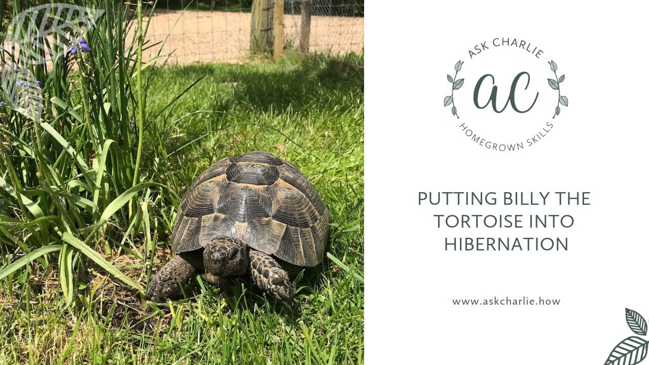 Ask Charlie - Putting Billy The Tortoise Into Hibernation - YouTube