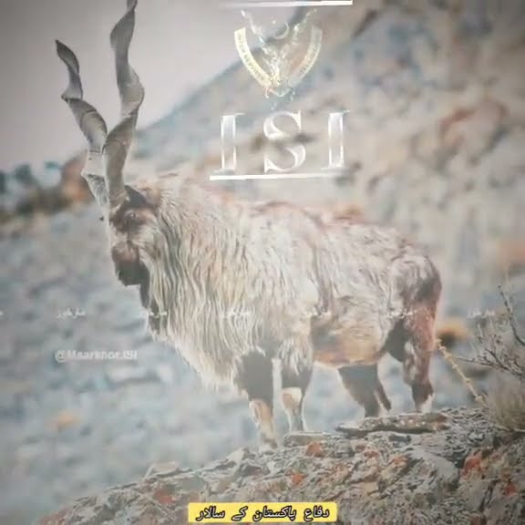 #markhor isi Pakistan zindabad#pakistan #pleasesubsribe #viral # - YouTube