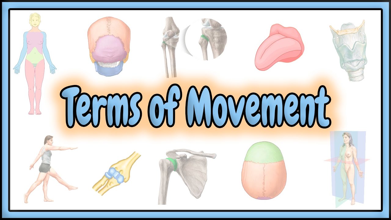 23. Terms of Movement || 2D Animation - YouTube