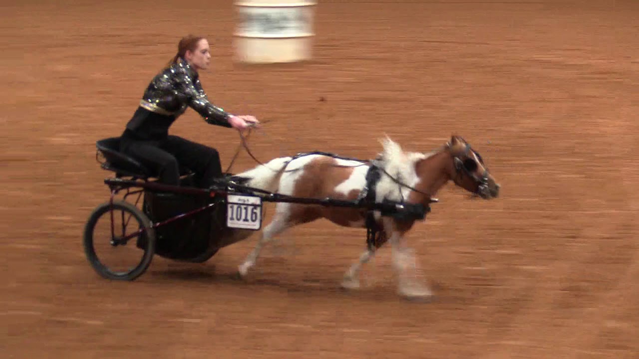 Miniature Horse Wagon Races
