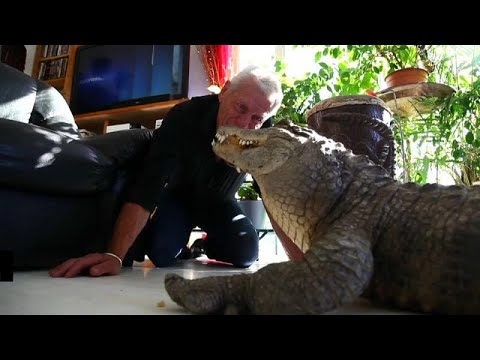 Cet herpétologiste vit avec deux alligators dans son salon