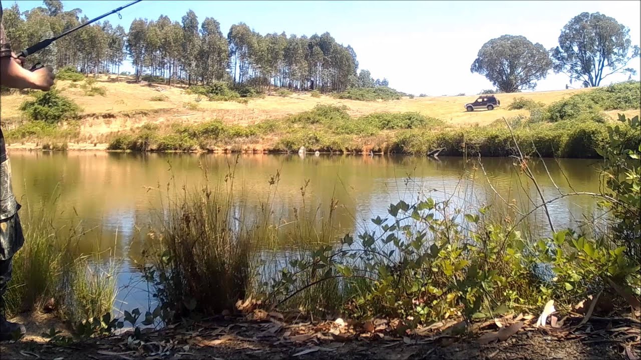 Fishing in the back dam and landing a 55cm Murray Cod - YouTube