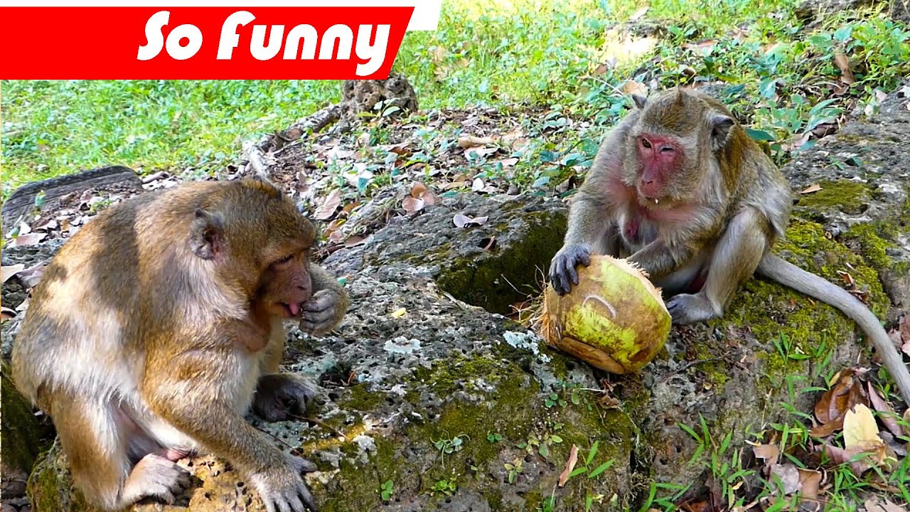 Relaxing With SweetPea And Popeye Now | So Want to Laugh Sweet Pea that ...