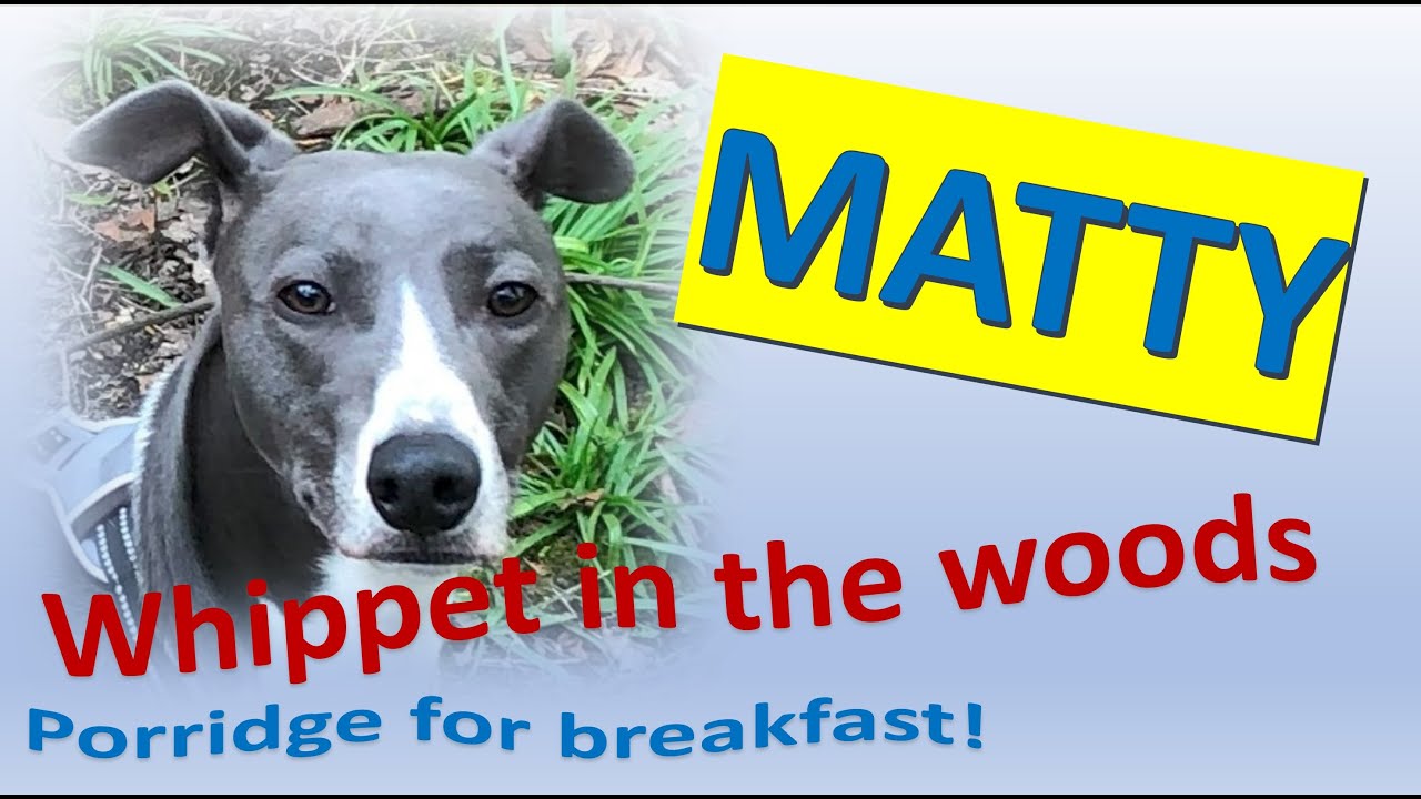 A dog's breakfast! Matty loves porridge! - YouTube