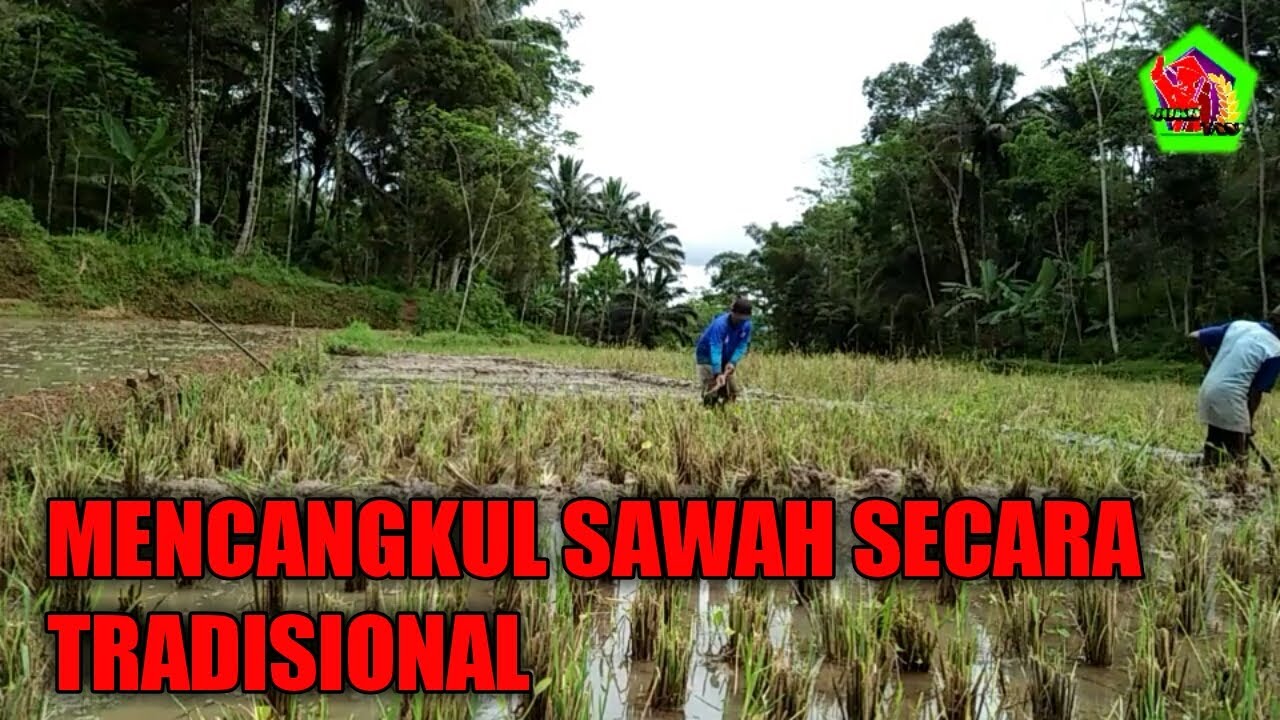 MENCANGKUL SAWAH SECARA TRADISIONAL - YouTube
