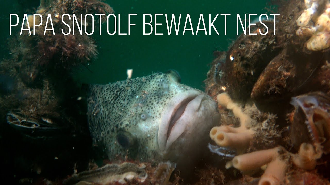 Papa Snotolf 🐡 bewaakt het nest - YouTube