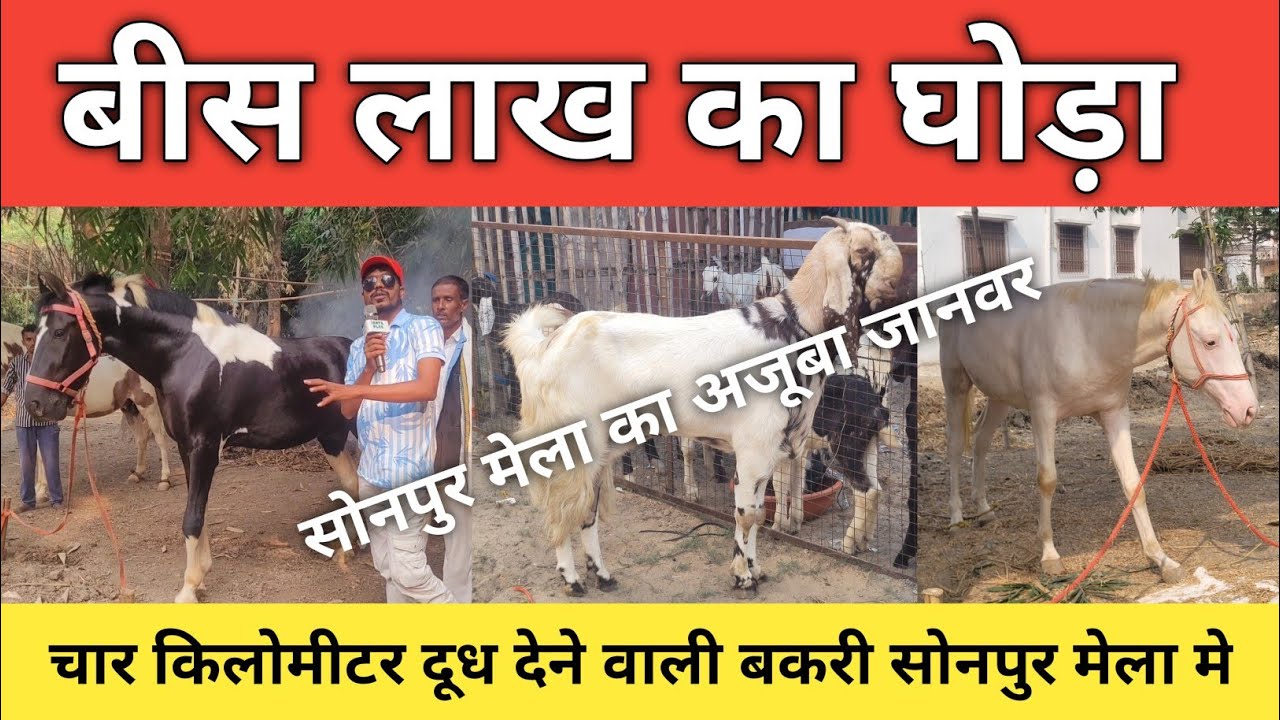 Sonpur Mela 2024 | Sonpur cattle fair bihar | sonpur horse market ...
