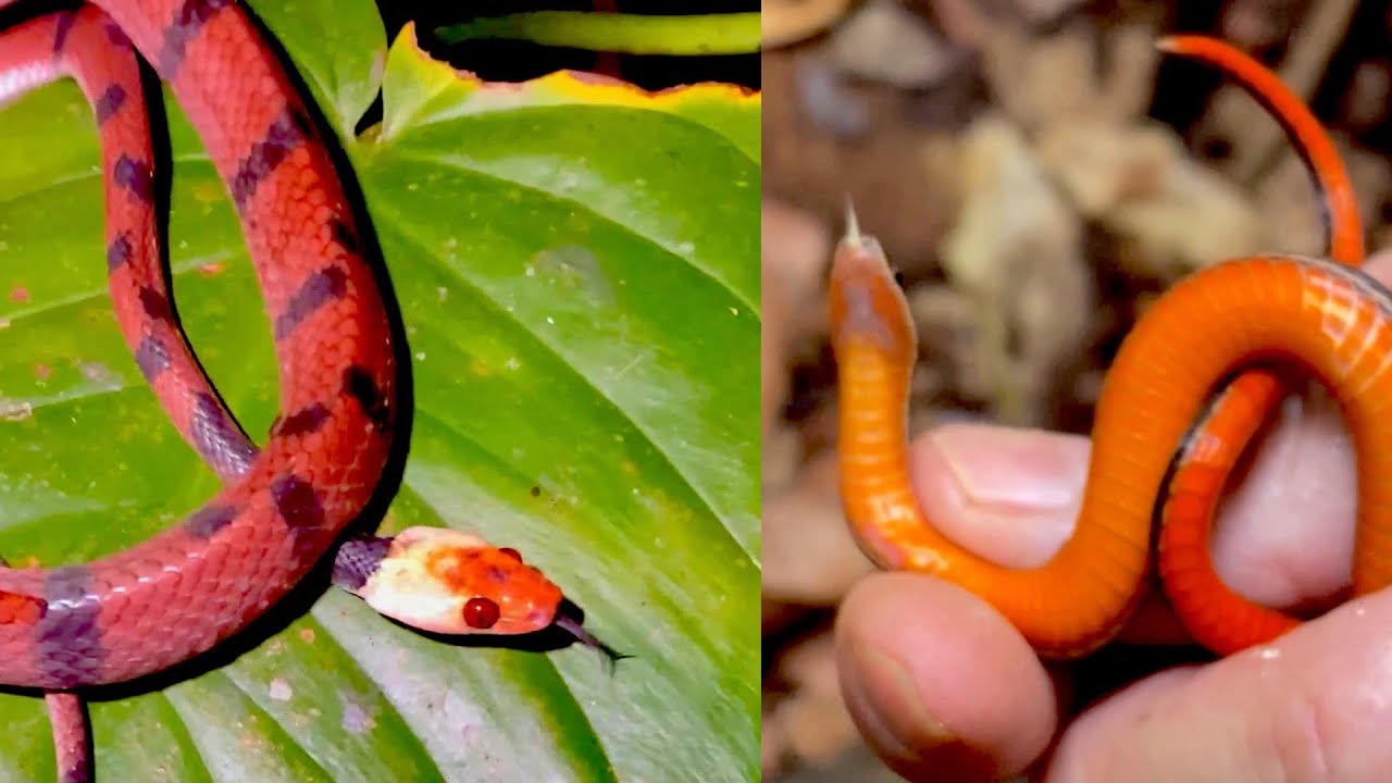 Costa Rica Herping: Rare & Colorful Snakes Revealed! - YouTube