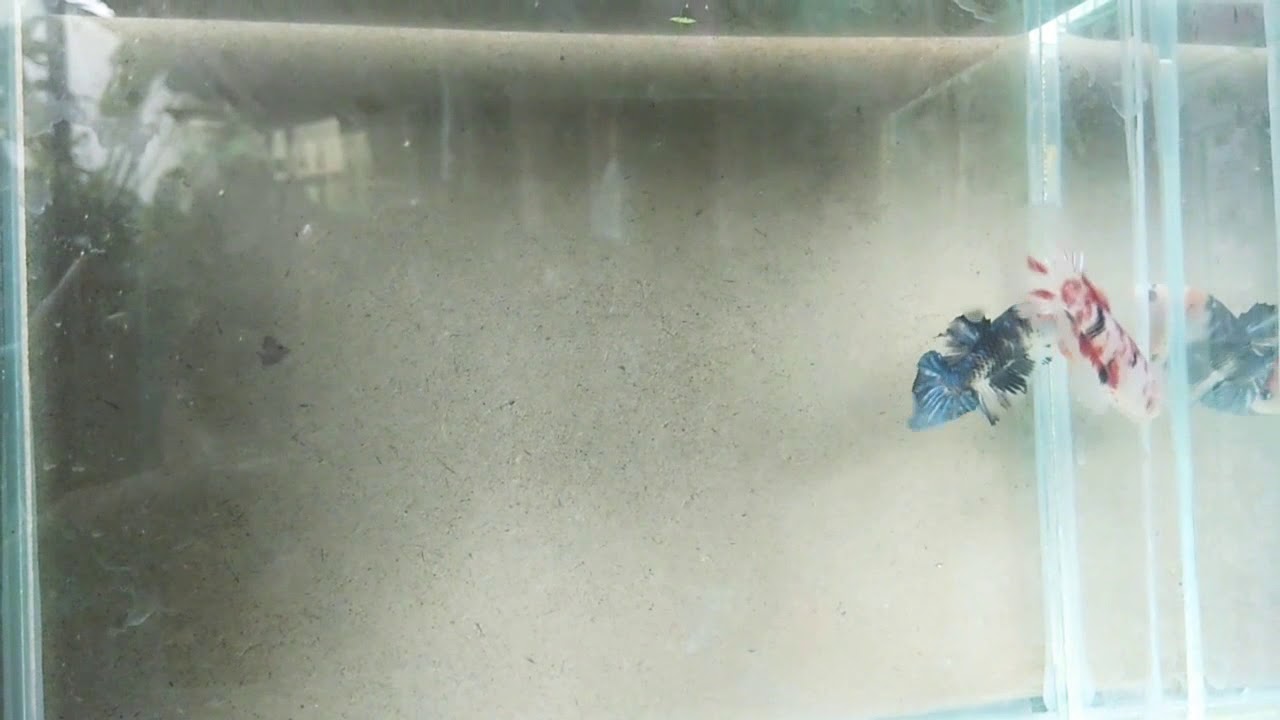 Cupang PK koi GALAXY vs HM koi ( anakan sultan) - YouTube