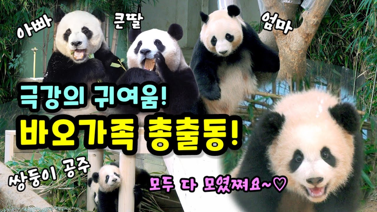 에버랜드 판다 ️극강의 귀여움바오가족 총출동💕러바오🩷아이바오💚푸바오💛루이바오🩵후이바오 ️푸바오 루이바오 후이바오 아이바오 러바오 Youtube
