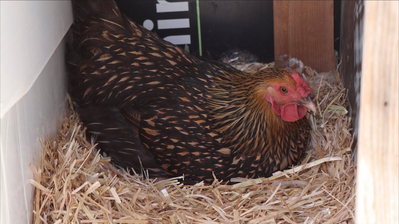 Full Process of Chicken Laying an Egg - YouTube
