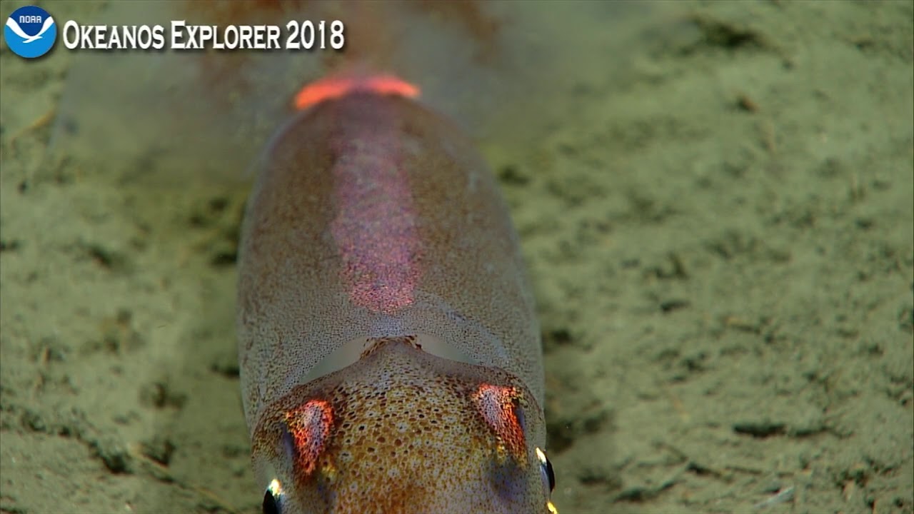 Okeanos Explorer Video Highlight: Amazing Imagery of Deep Sea Squid ...