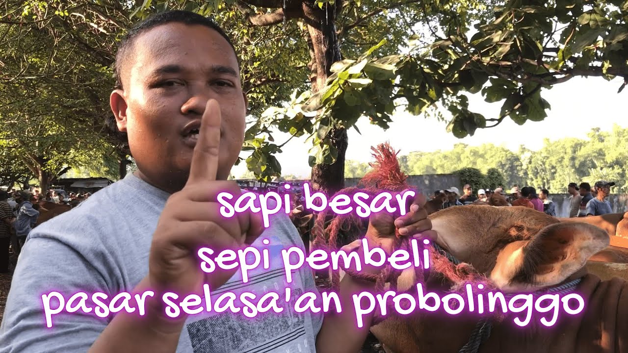 SAPI GEDE SEPI PEMBELI !! PASAR SELASA'AN PAKUNIRAN PROBOLINGGO - YouTube