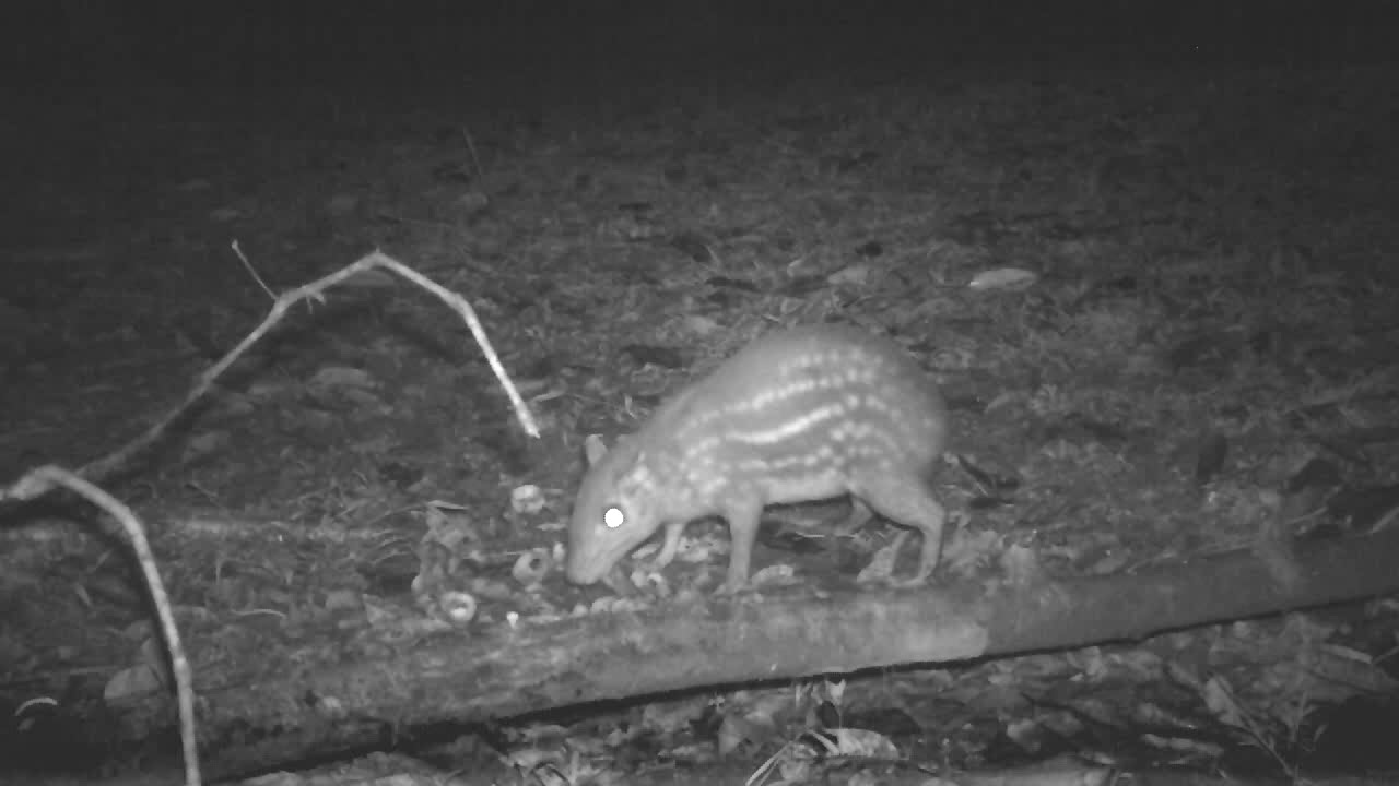 The lowland paca (Cuniculus paca), Costa Rica - YouTube