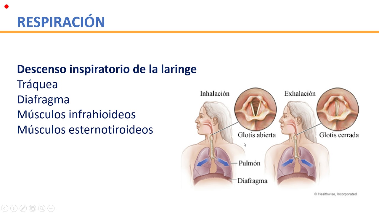 Funciones de la laringe - YouTube