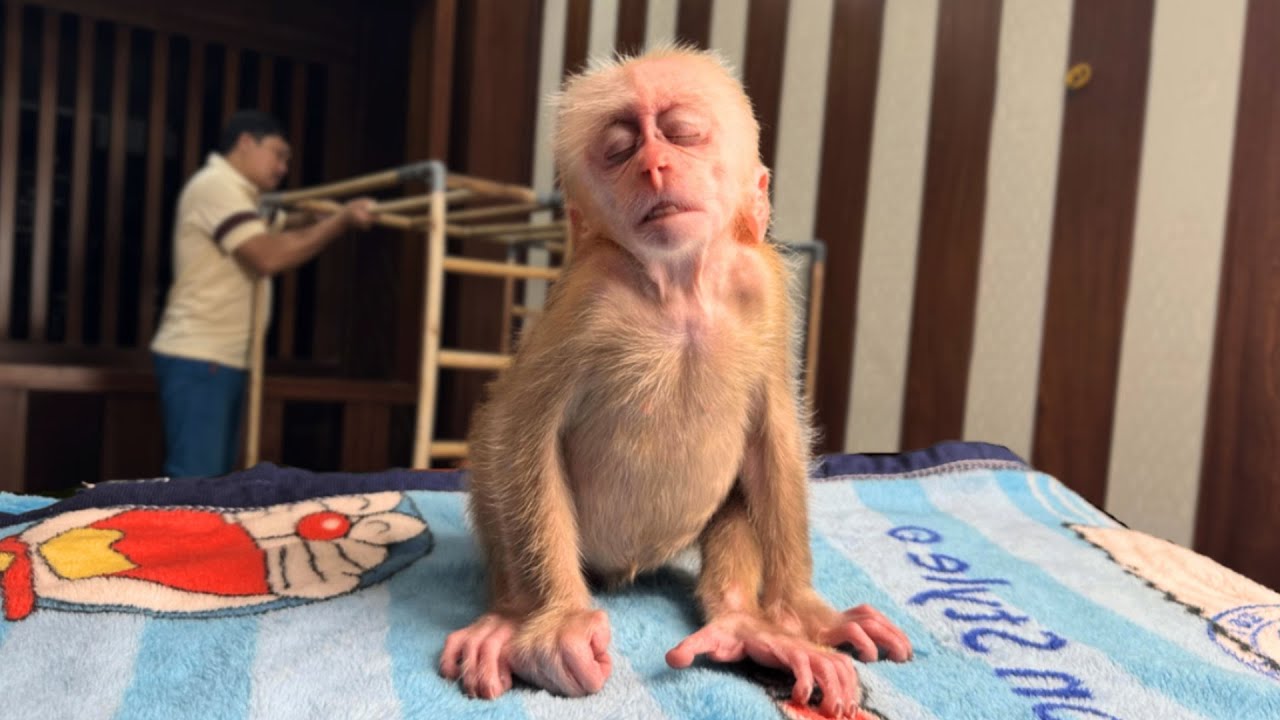 Baby monkey Kyo is adorable and has a very special father....! (P1 ...