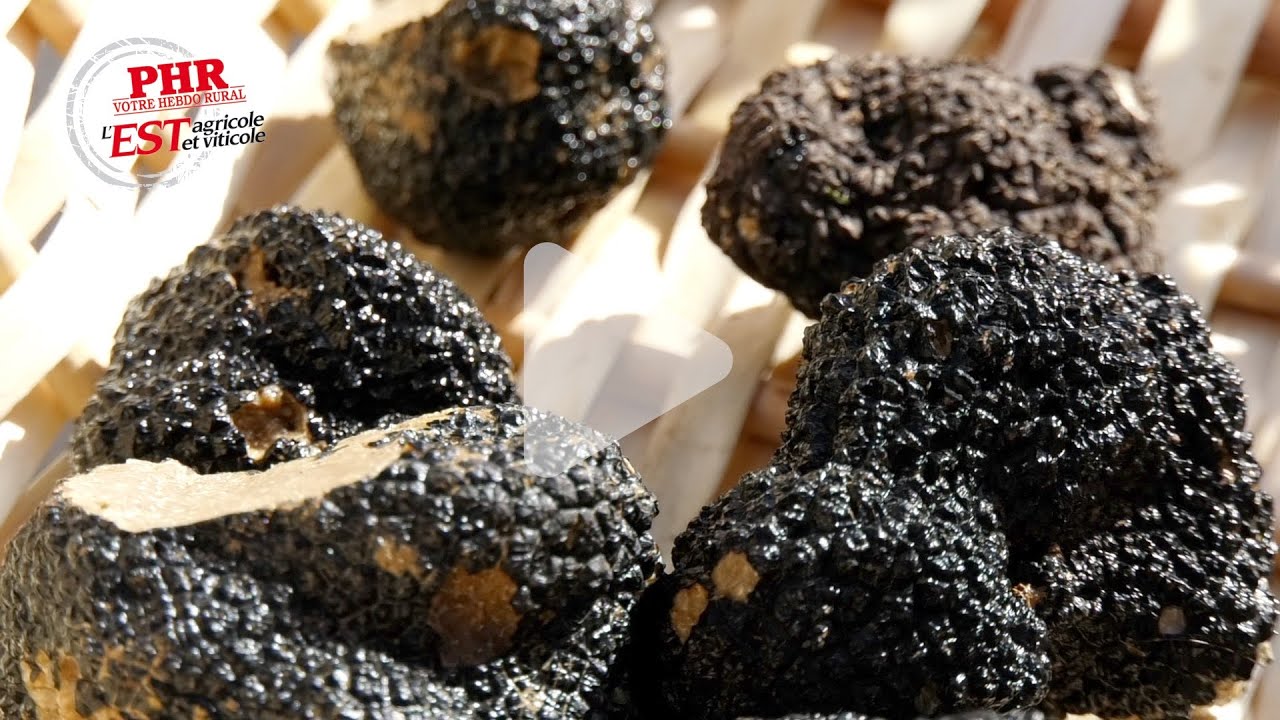 Une truffe made in Alsace - YouTube