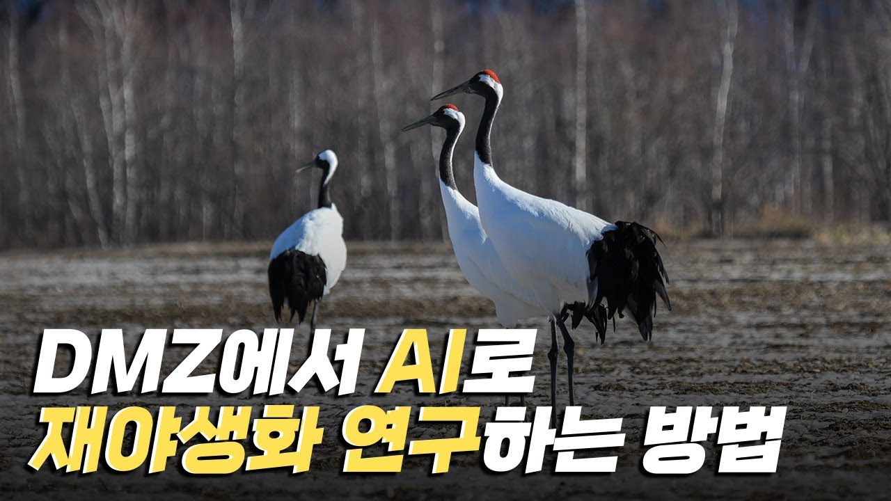 [핫클립] 정보통신기술을 접목해 DMZ의 재야생화를 연구하다 / YTN 사이언스 - YouTube