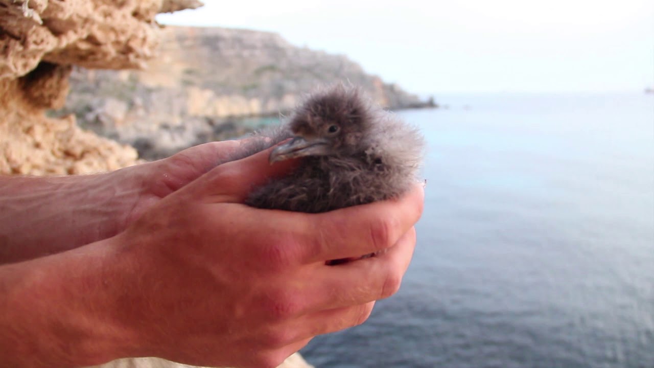 Light pollution and its impacts on Malta's breeding seabirds - YouTube