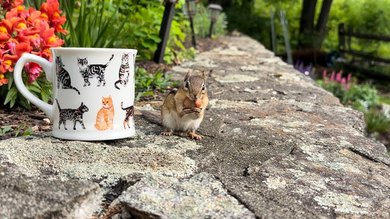 ☕️ coffee break with a chipmunk - YouTube