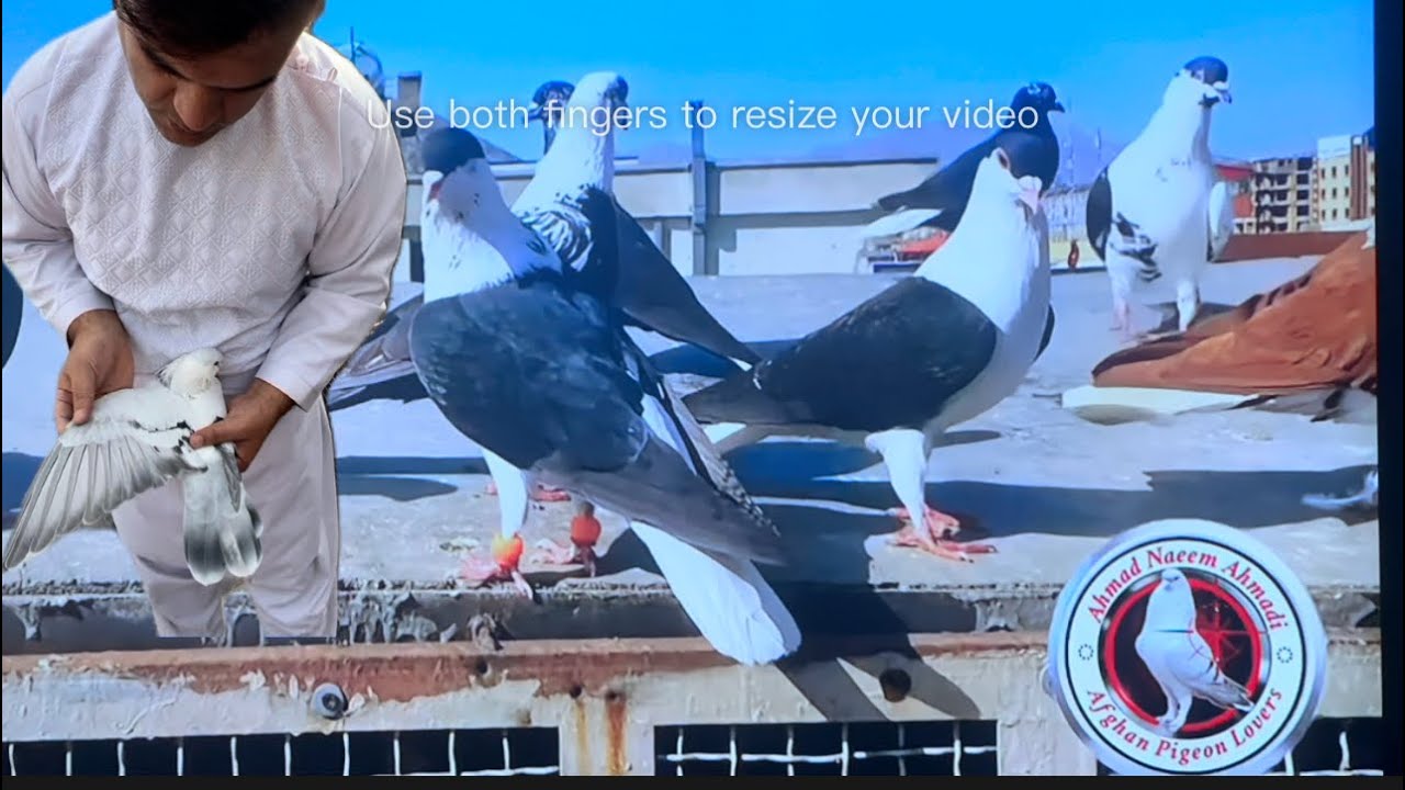 Pigeon#kaftarbazi #pigeonlover #pigeonracing #kaftar #كبوتر #يك خيل ...