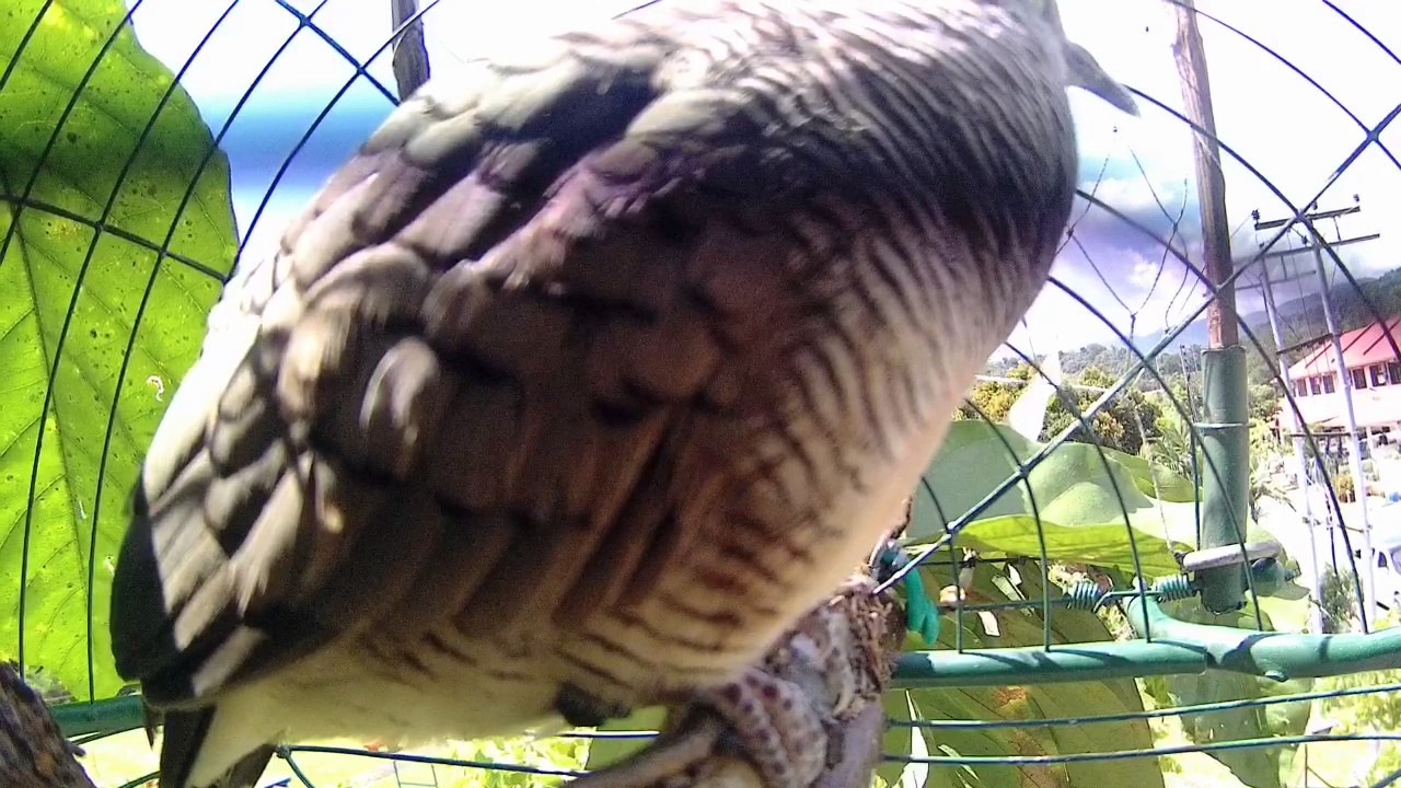 Non Stop Meratus Merbuk Sabah By Pemburu Bunyi - YouTube