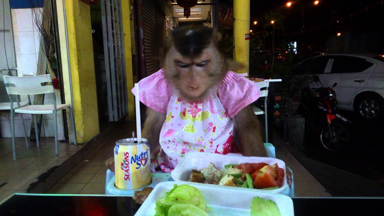 Shaki shaki eat chicken 2 - YouTube