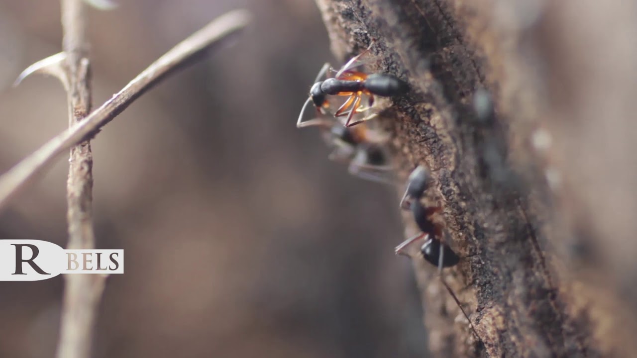 A day in the lives of garden ants |A documentary| R.Bels - YouTube