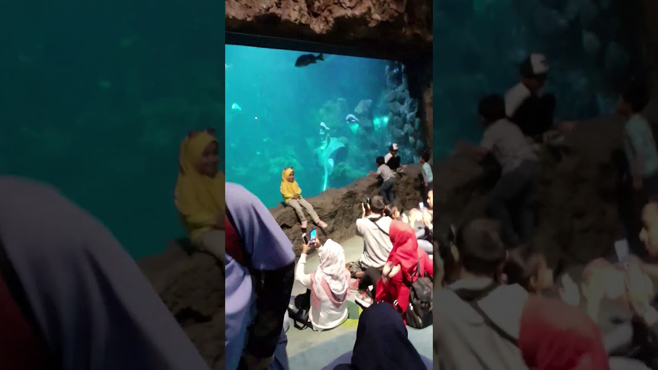 SEAWORLD ANCOL - YouTube