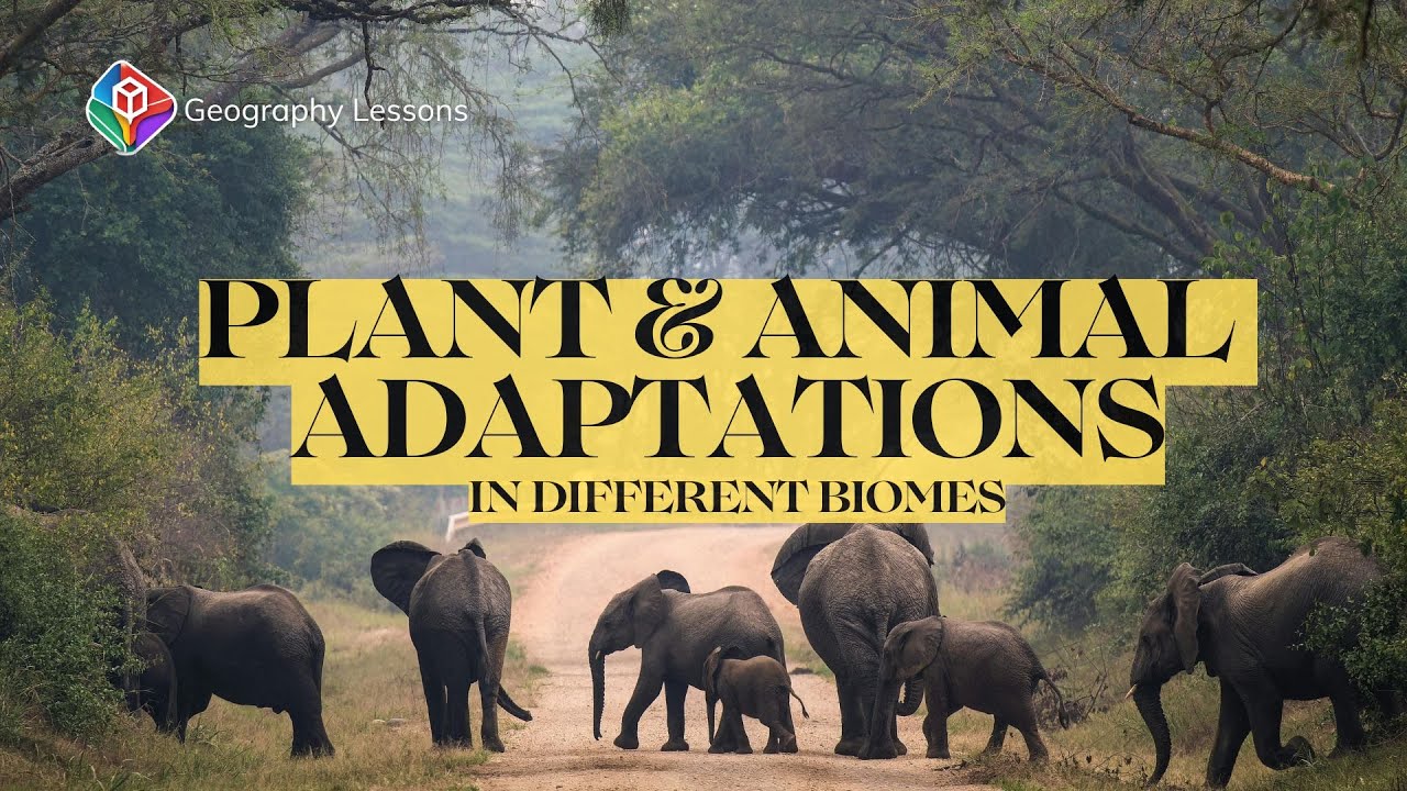 Plant and Animal Adaptations in Different Biomes - YouTube