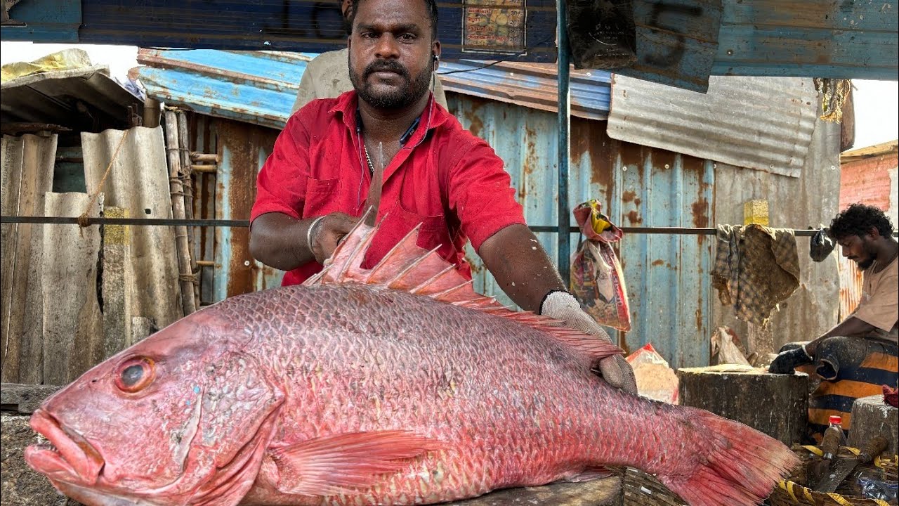 Amazing RED SNAPPER FISH🔥 ️‍🔥 KASIMEDU FISH CUTTING |⚡️VADACHENNAI ...