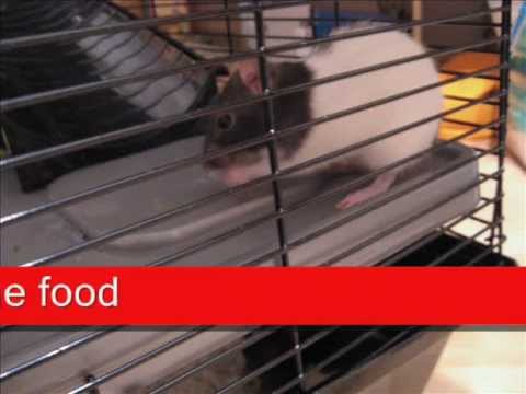 A Tribute to Ruby the Rat, the One and Only.