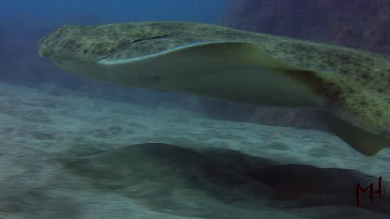angelotes ( Squatina squatina ) 10 Nov - YouTube