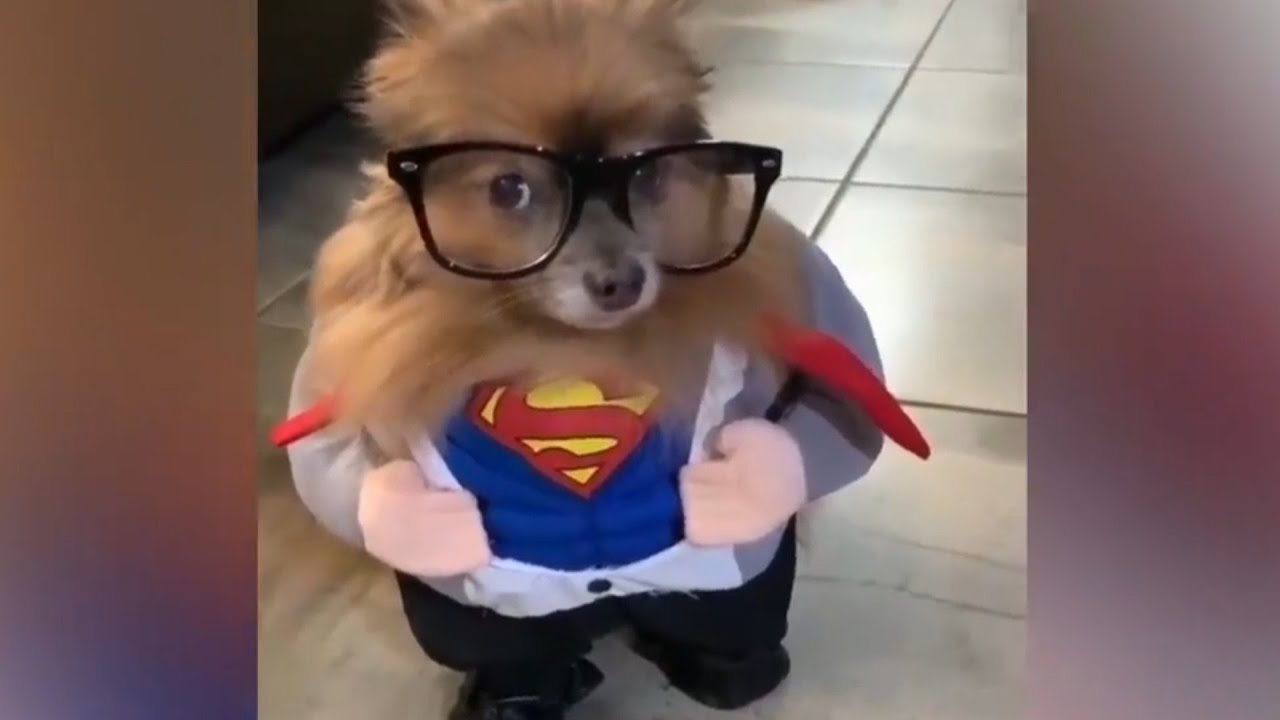 Funny cats and dog compilation | animals | fantastic cats | 2022 - YouTube