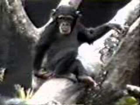 el mono tonto 0001 - YouTube