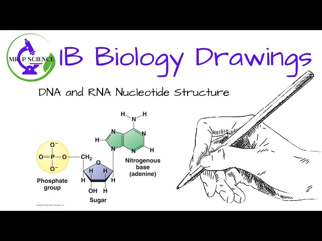 Rna Nucleotide Structure Rna Nucleotide Structure
