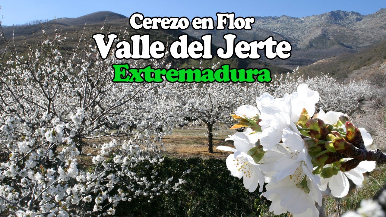 Valle del Jerte en Flor - YouTube
