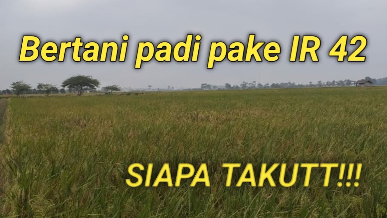 Padi IR-42 disemprot sama eco farming - YouTube