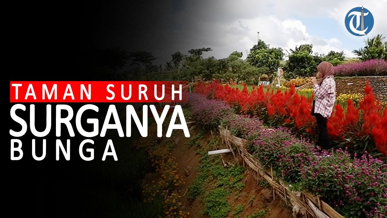 Menikmati Surganya Bunga di Taman Suruh, Tetap Patuhi Protokol ...